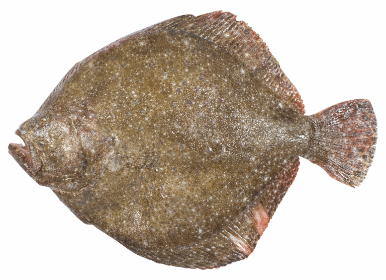 Turbot_Scophthalmus maximus_Consommez responsable_Mr.Goodfish