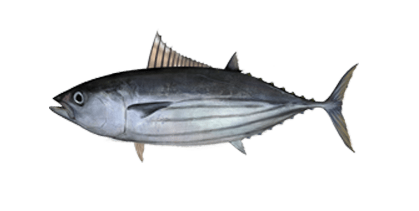 Bonite à ventre rayé_Katsuwonus_Consommez responsable_Mr.Goodfish