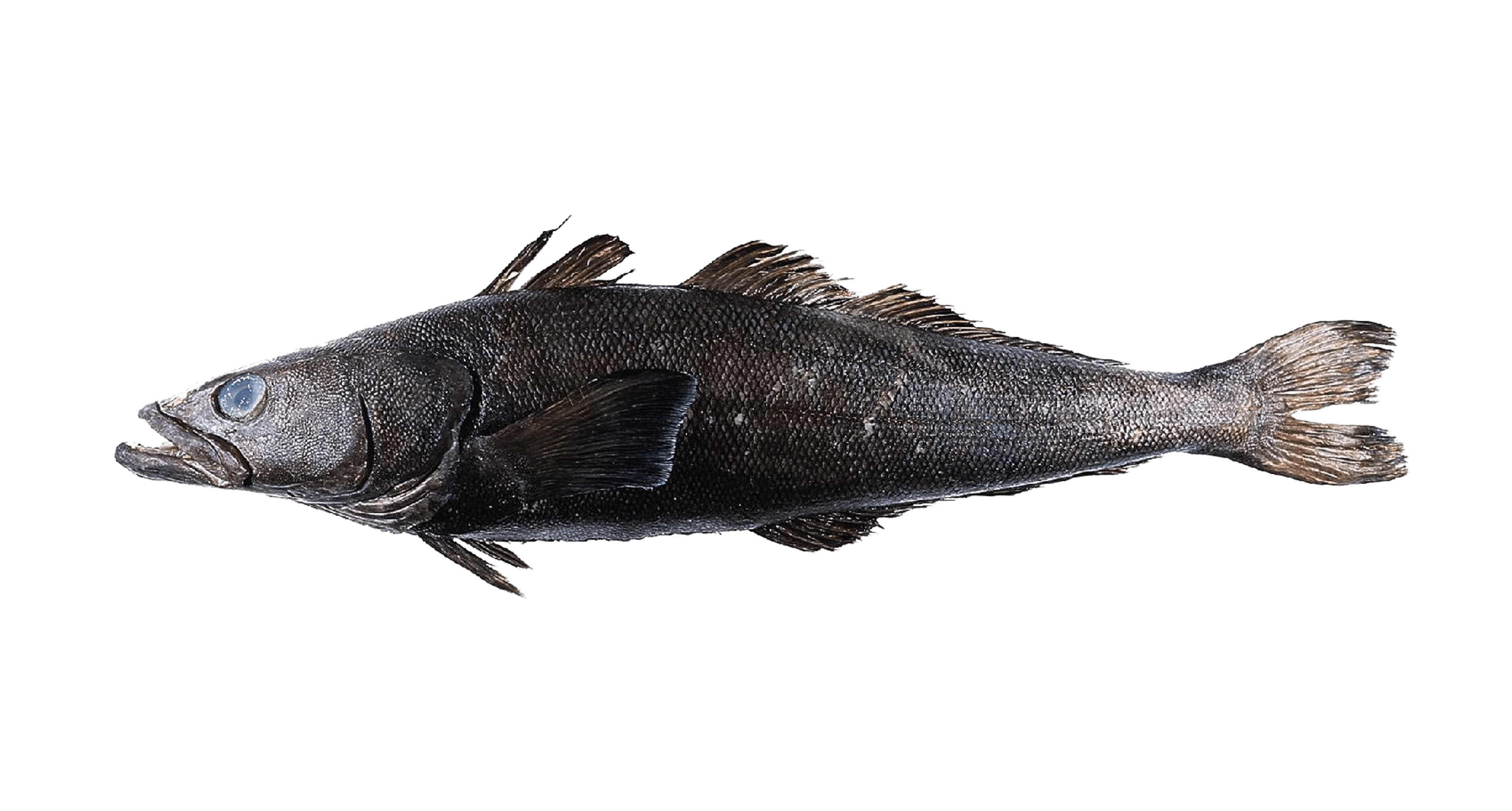 Legine_Dissostichus eleginoides_Consommez responsable_Mr.Goodfish