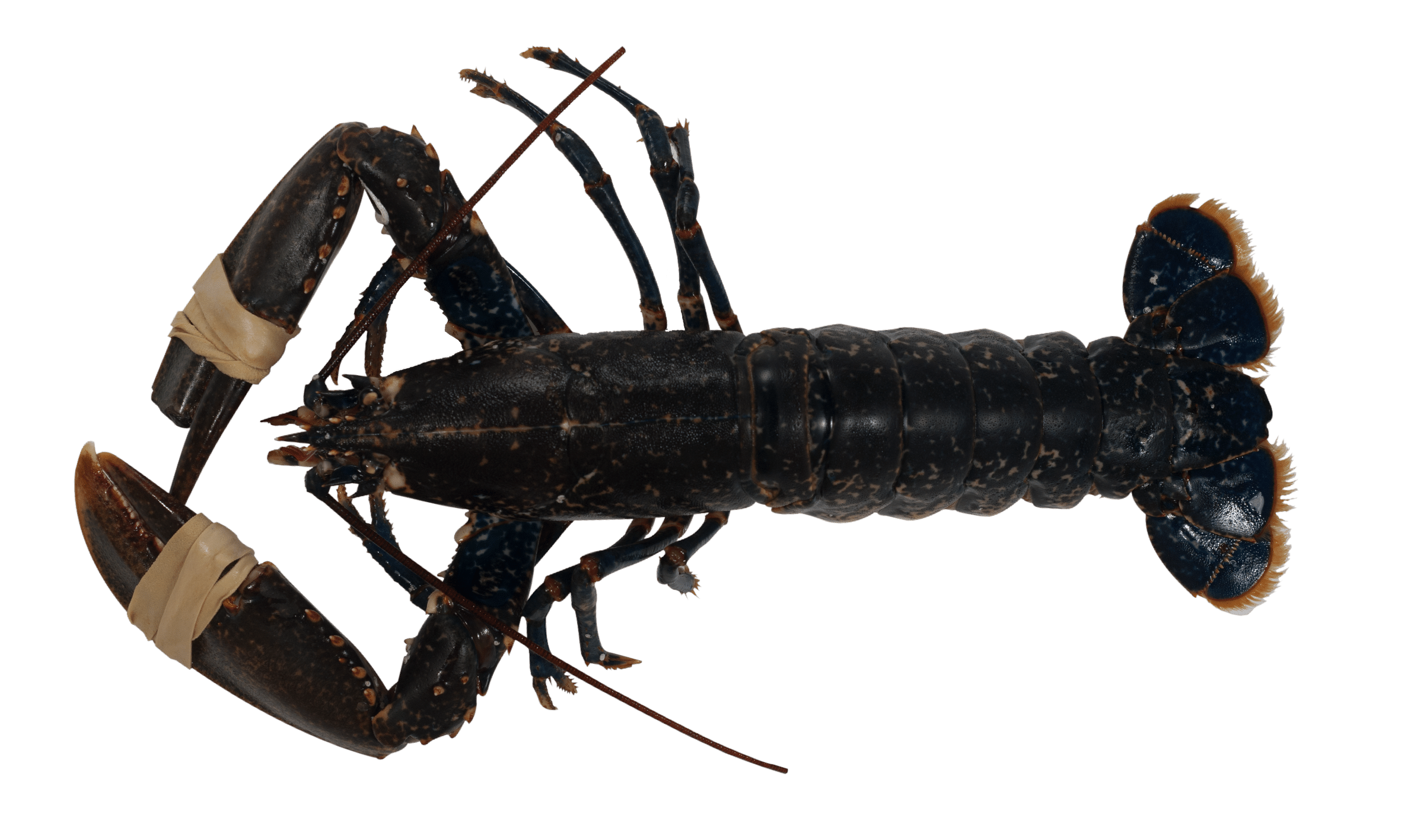 Homard_Homarus gammarus_Consommez responsable_Mr.Goodfish
