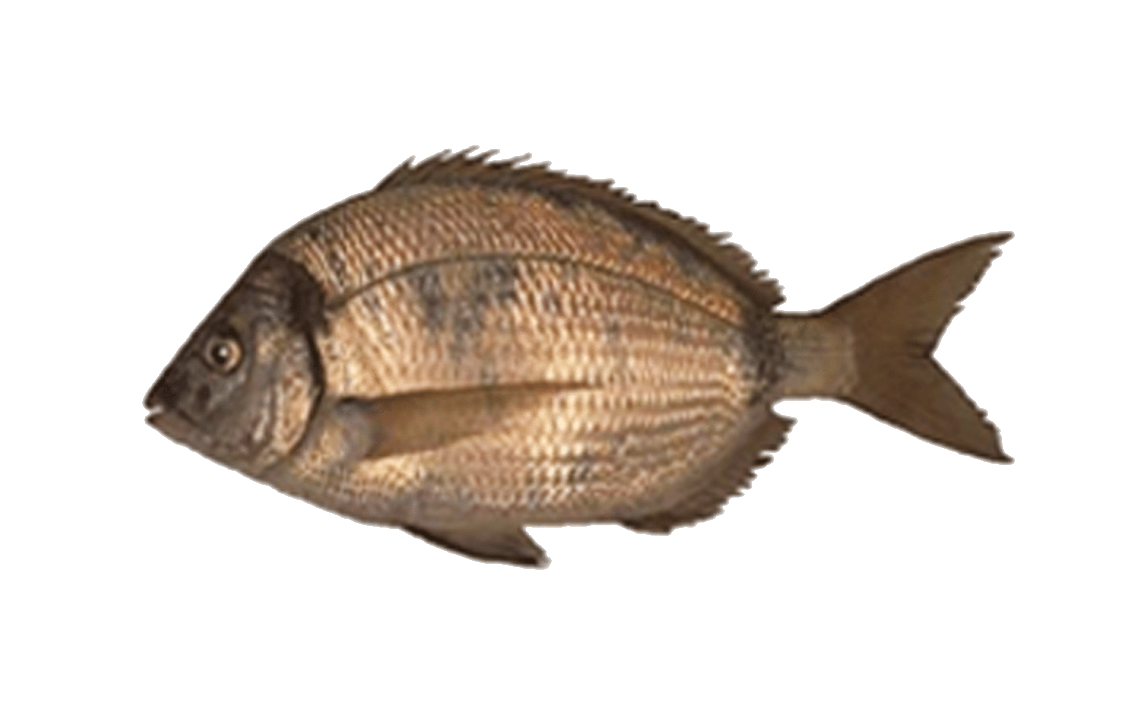 Sar à tête noire_Diplodus_Consommez responsable_Mr.Goodfish