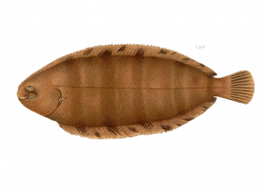 Sole perdrix_Microchirus variegatus_Consommez responsable_Mr.Goodfish