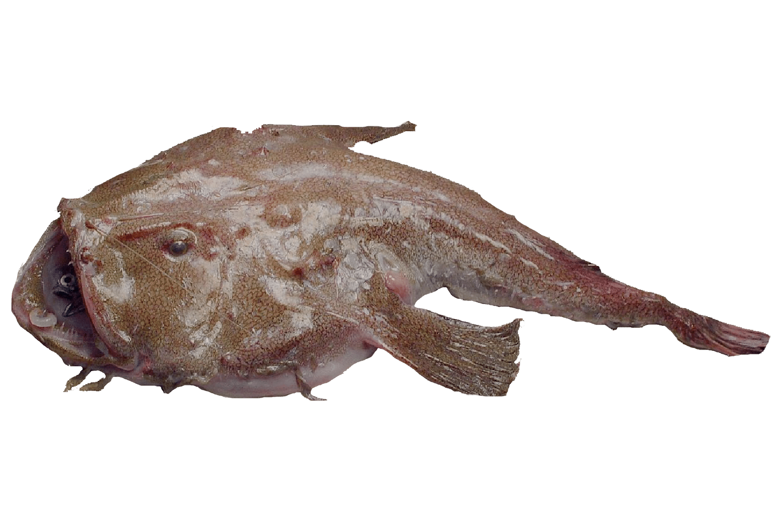 Baudroie commune / blanche - Mr.Goodfish