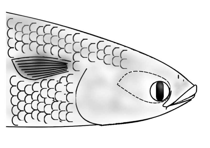 Mr.Goodfish - espece du mois : les mulets