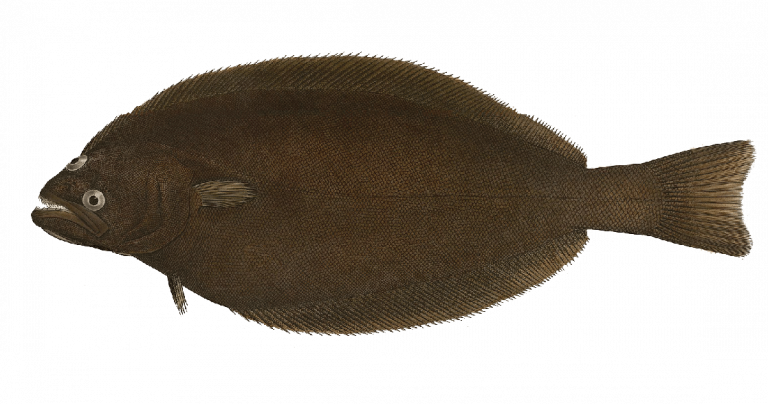 Flétan de l'Atlantique - Mr.Goodfish