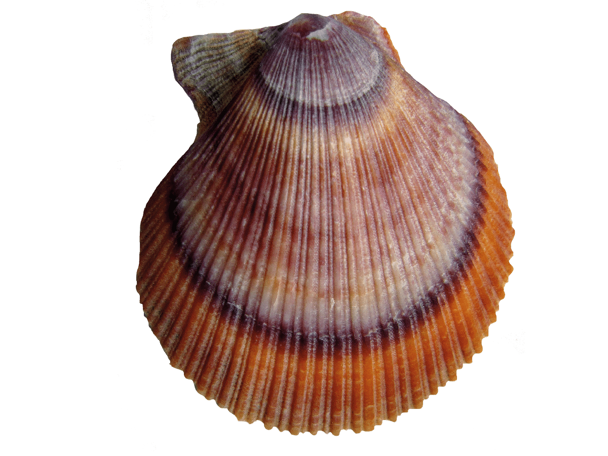 Pétoncle islandais - Mr.Goodfish