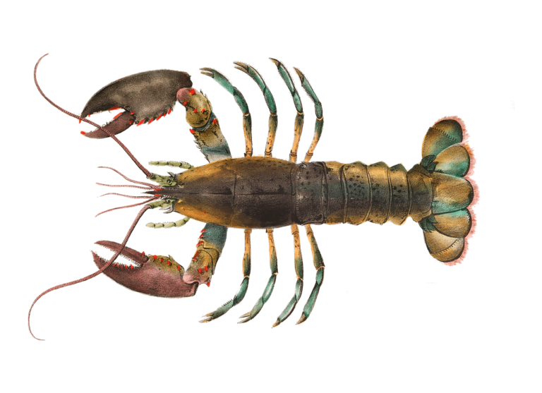 Homard américain Choisir du poisson de saison | Mr.Goodfish