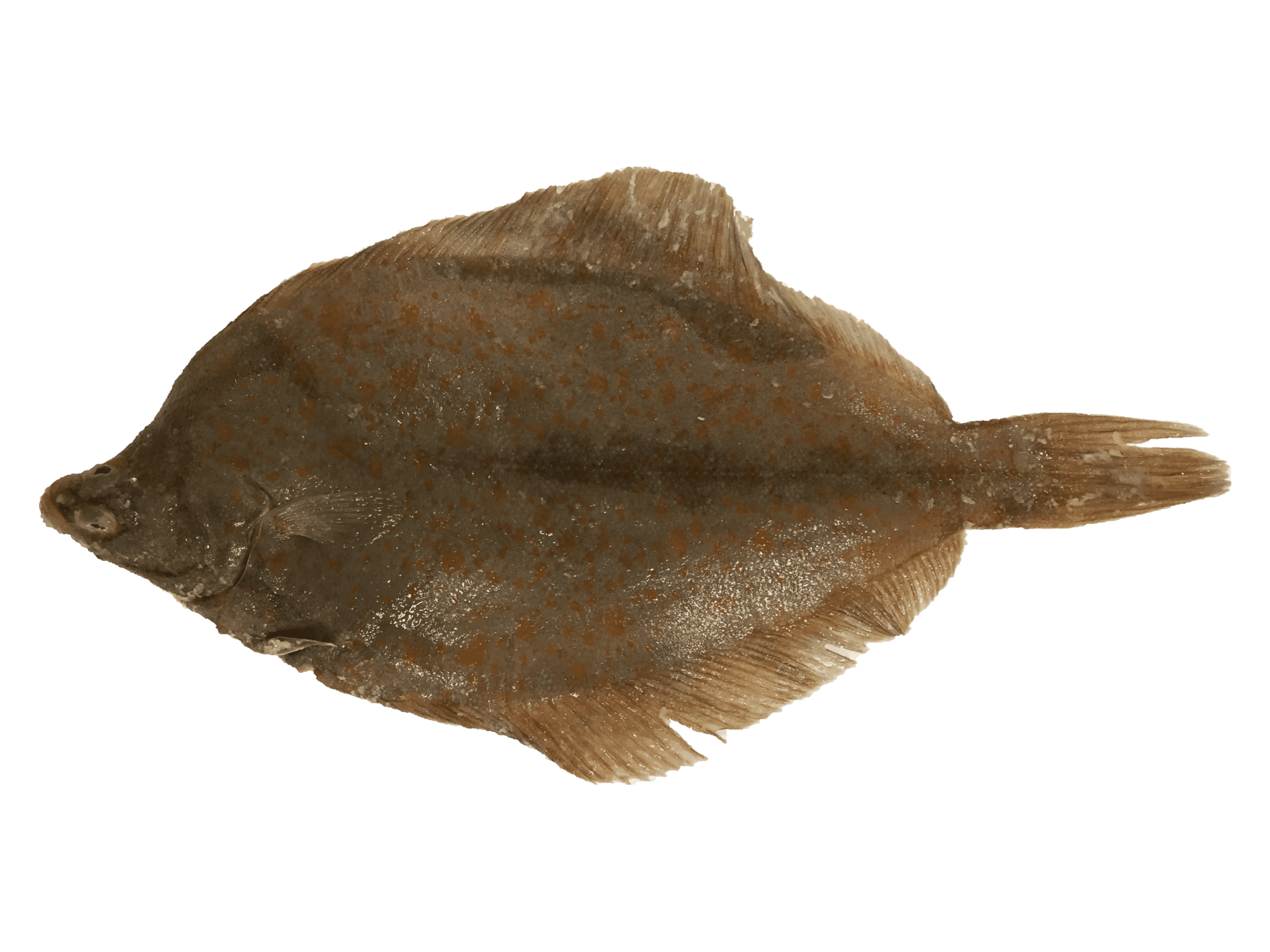 Choisir son poisson de saison |Limande à queue jaune - Mr.Goodfish