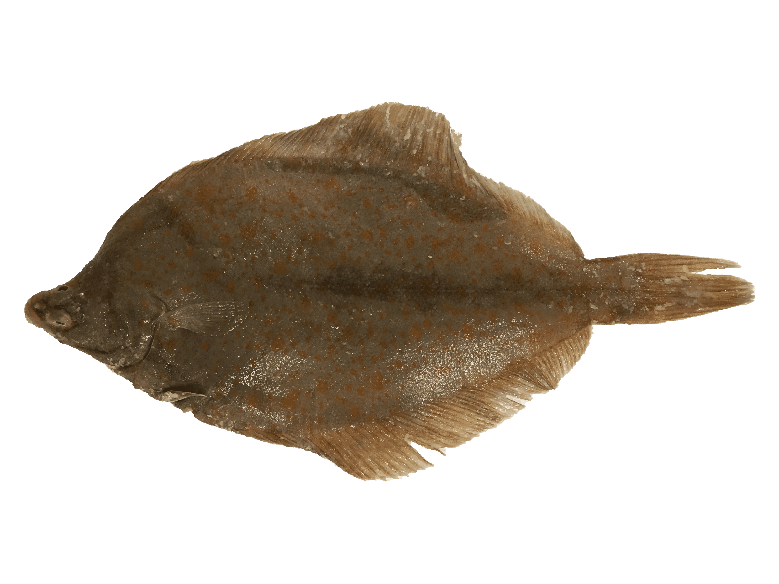 Choisir son poisson de saison |Limande à queue jaune - Mr.Goodfish