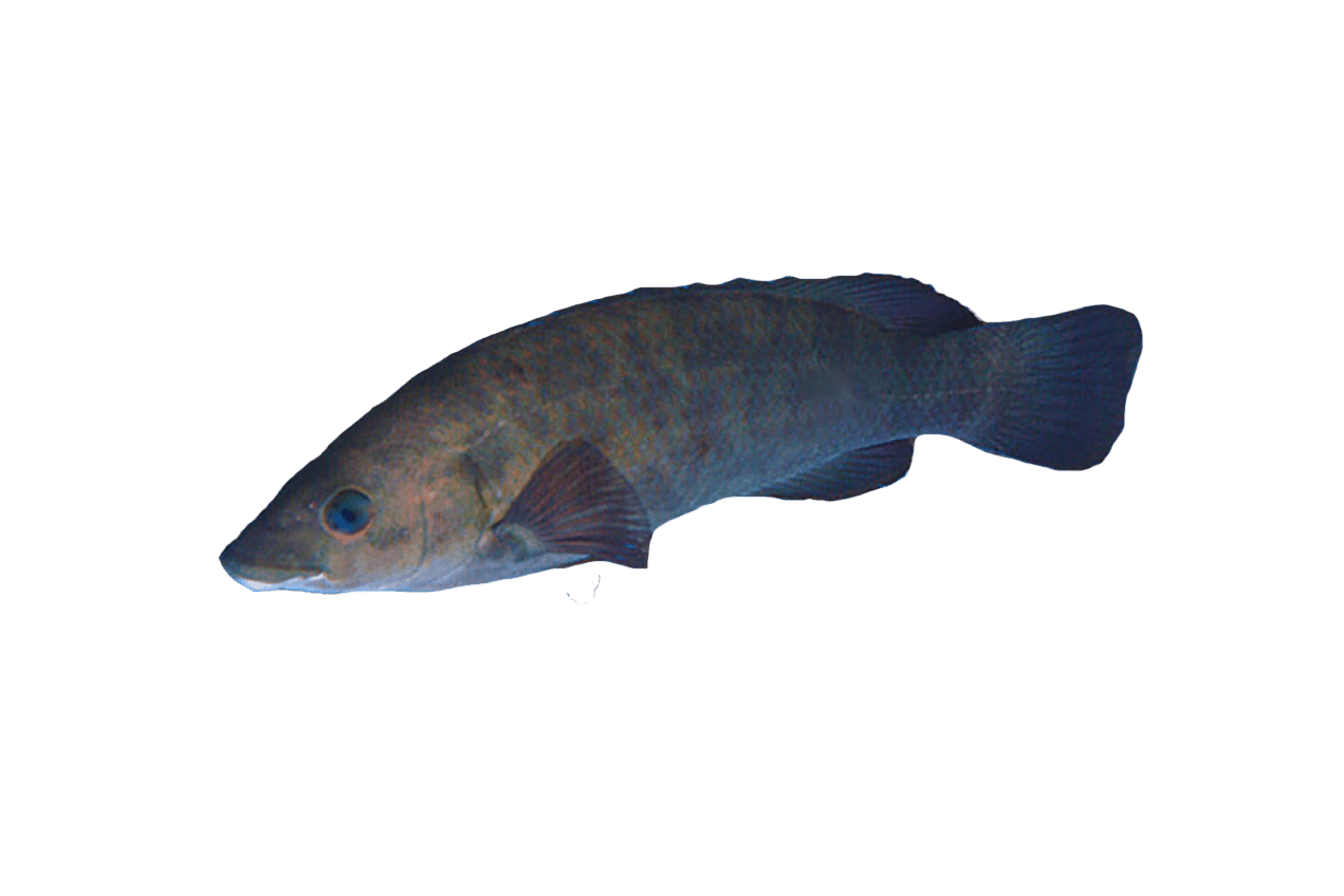 merula- labrus-merula-mrgoodfish