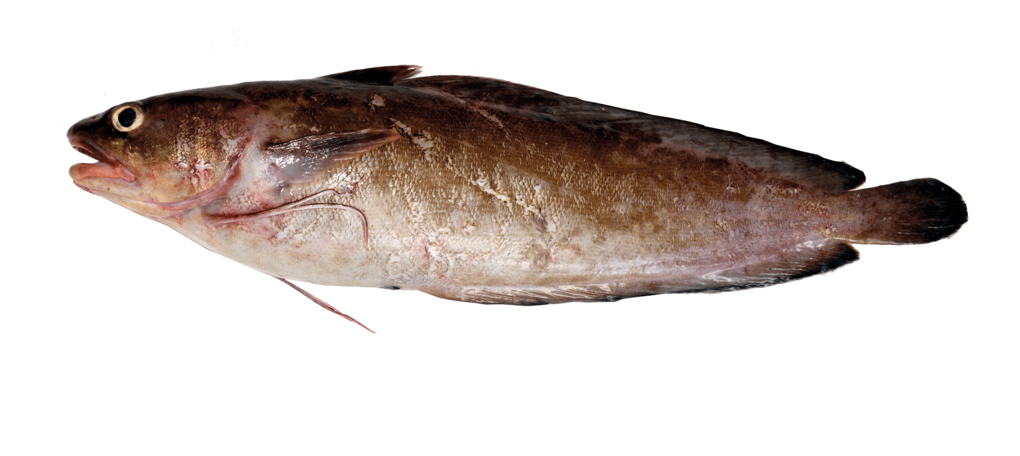 Mollera - Mr.Goodfish