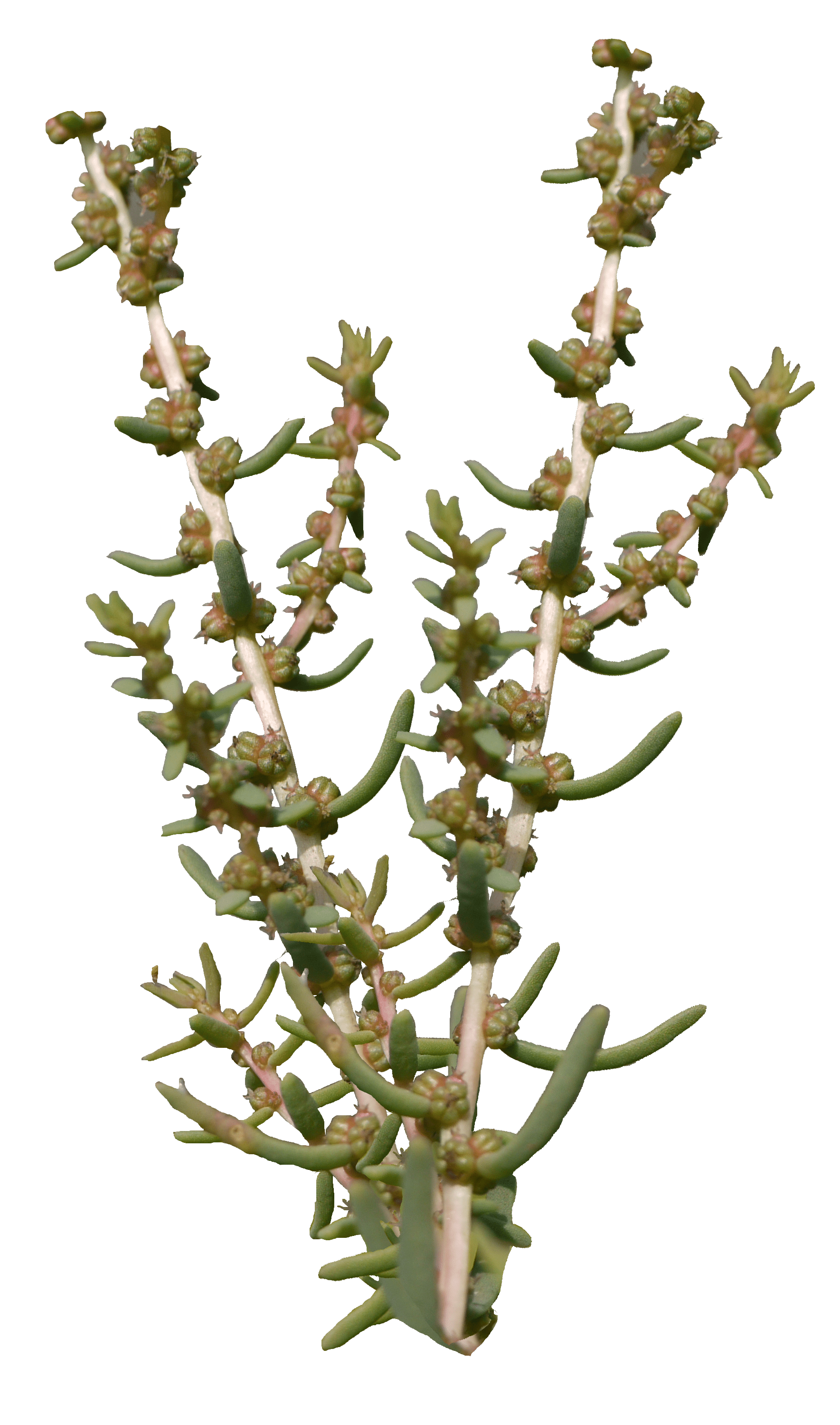 Suaeda maritima - Mr.Goodfish