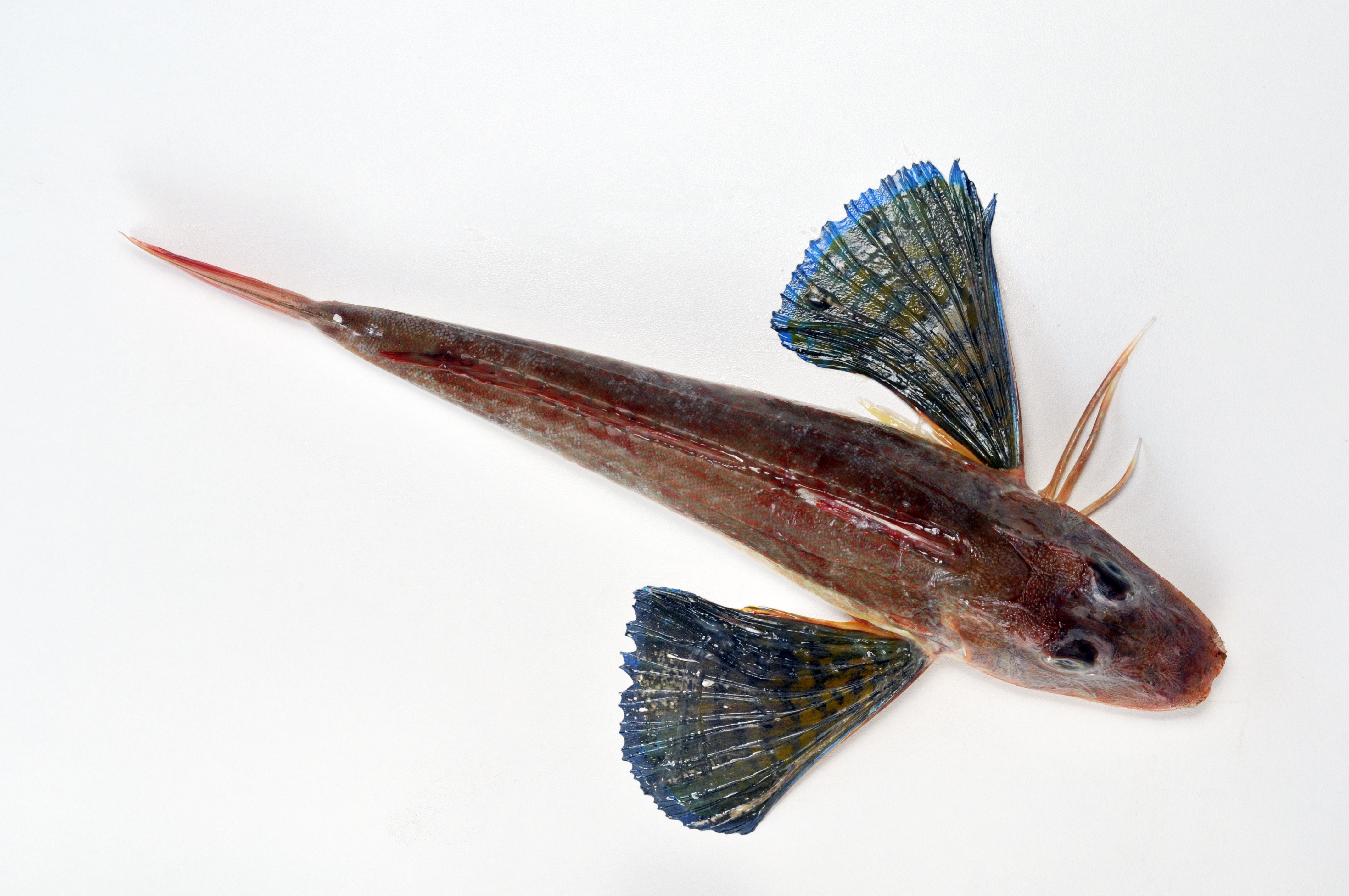 Filets de grondin perlon au chorizo, risotto au parmesan, sauce d ...