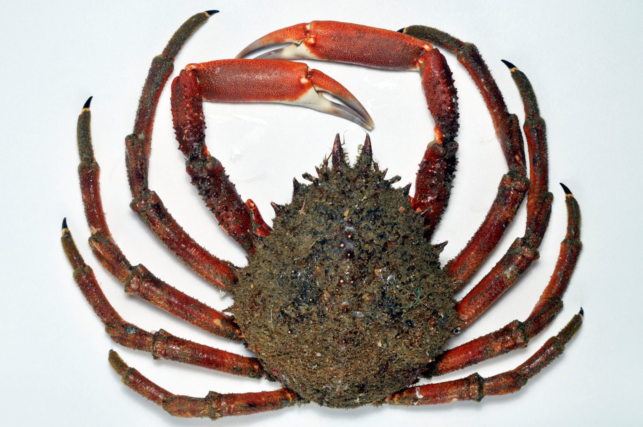 Araignée De Mer 4 Lettres | Chtoby Pomnili