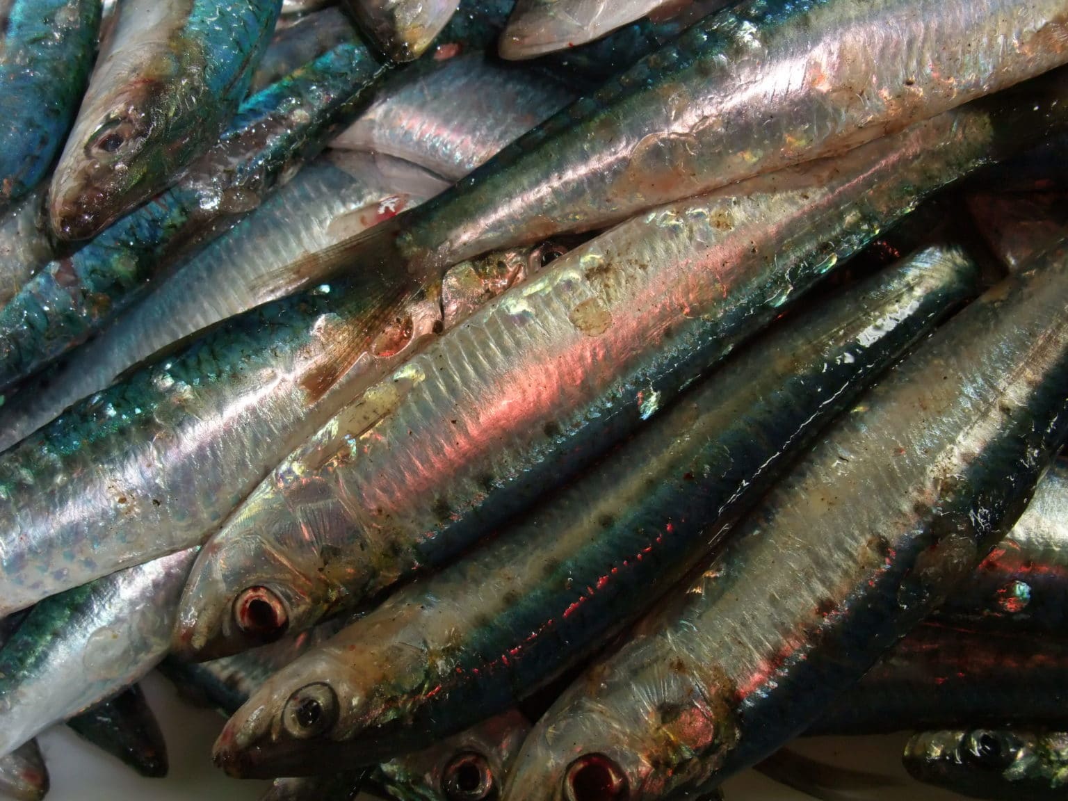 Les petits pélagiques : l’or bleu des océans ! - Mr.Goodfish