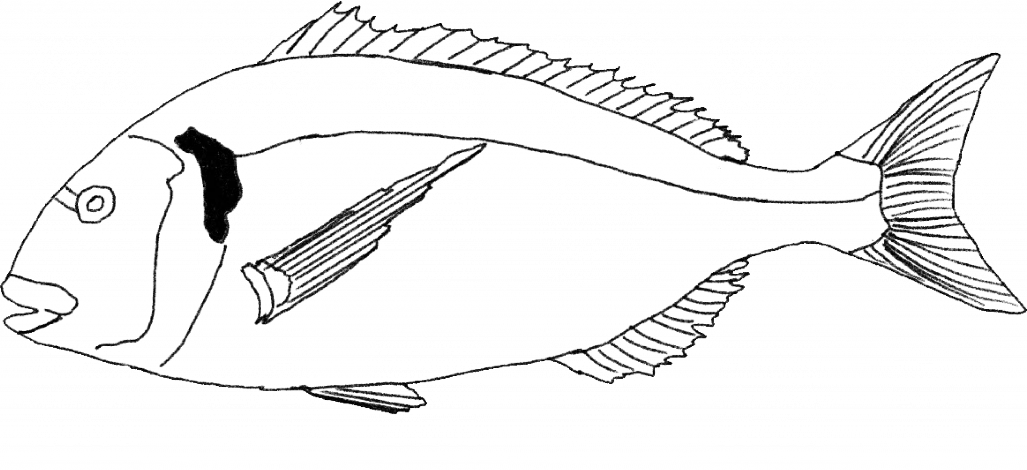 La dorade royale ou daurade - Mr.Goodfish