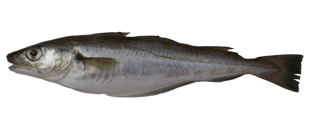 Espèce du mois : Le merlan - Mr.Goodfish