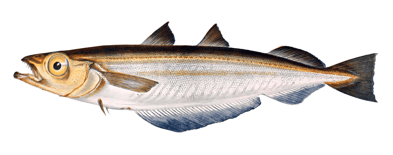 Espèce du mois : Le merlan - Mr.Goodfish