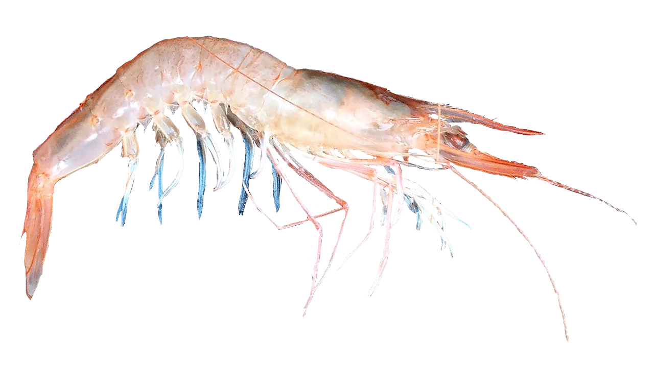 Deep-water Rose Shrimp - Mr.Goodfish