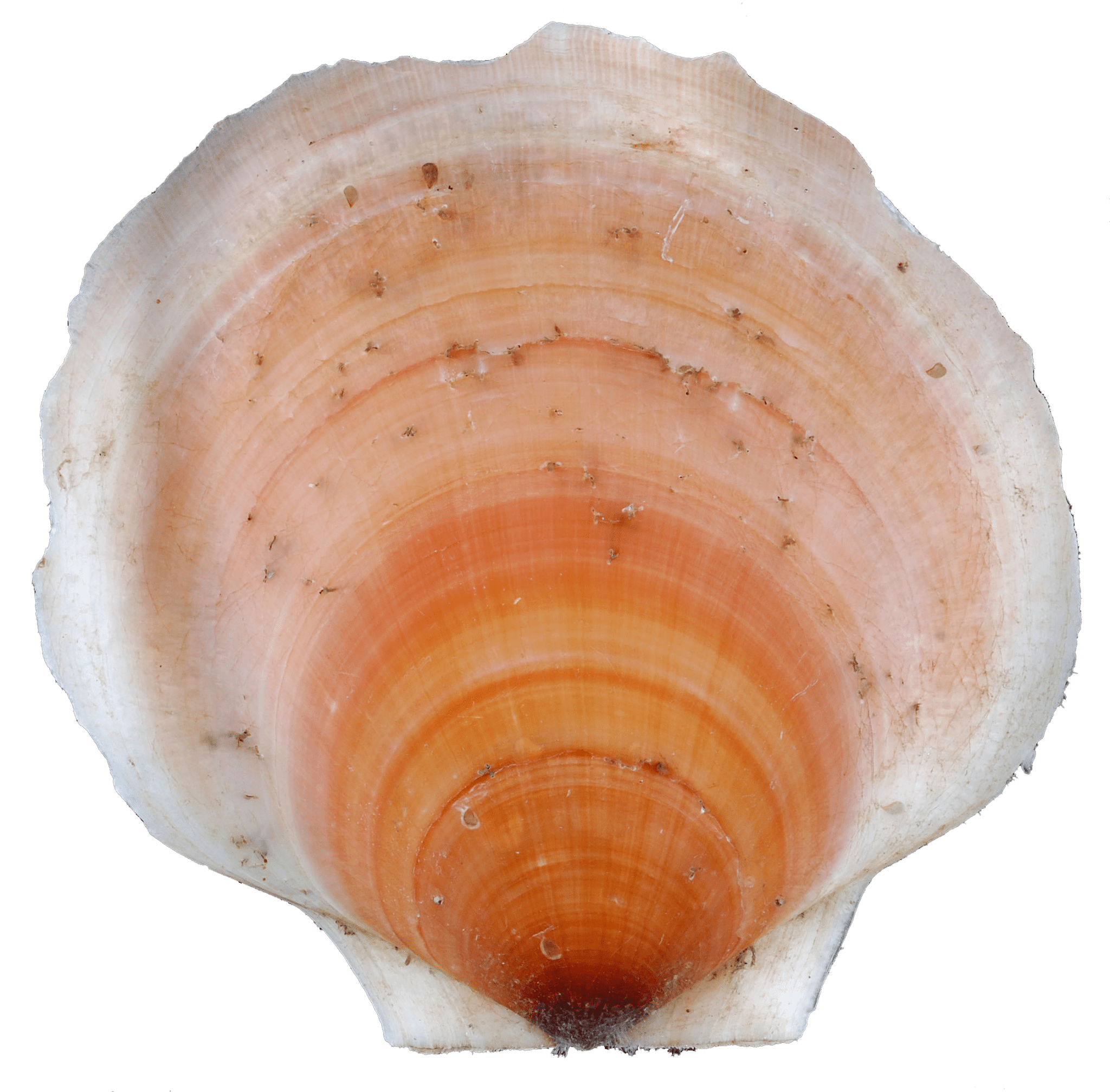 Pétoncle géant - Mr.Goodfish