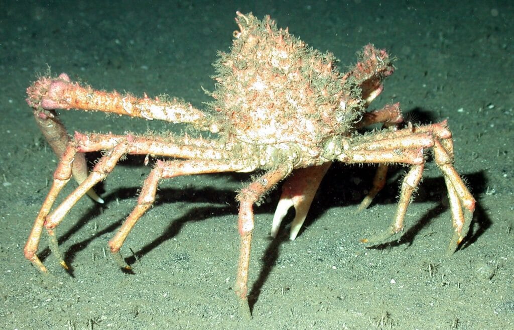 L’araignée de mer - Mr.Goodfish