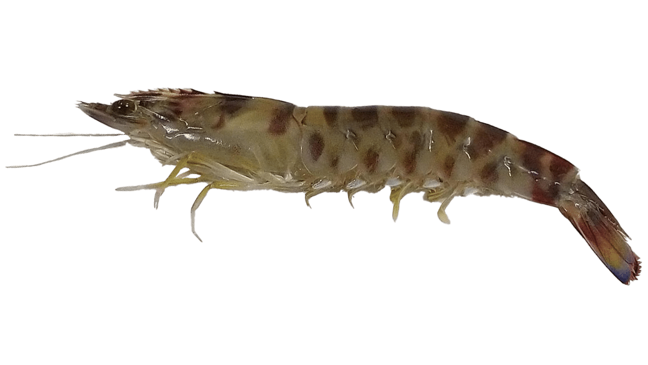 Caramote prawn - Mr.Goodfish