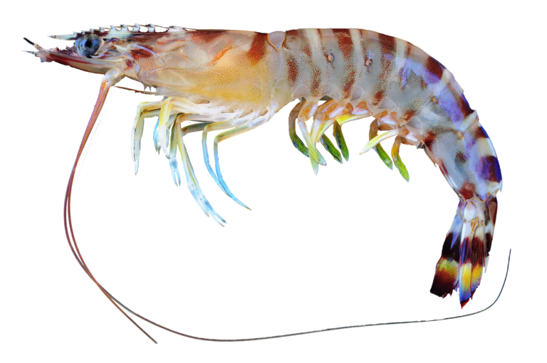 Kuruma prawn - Mr.Goodfish