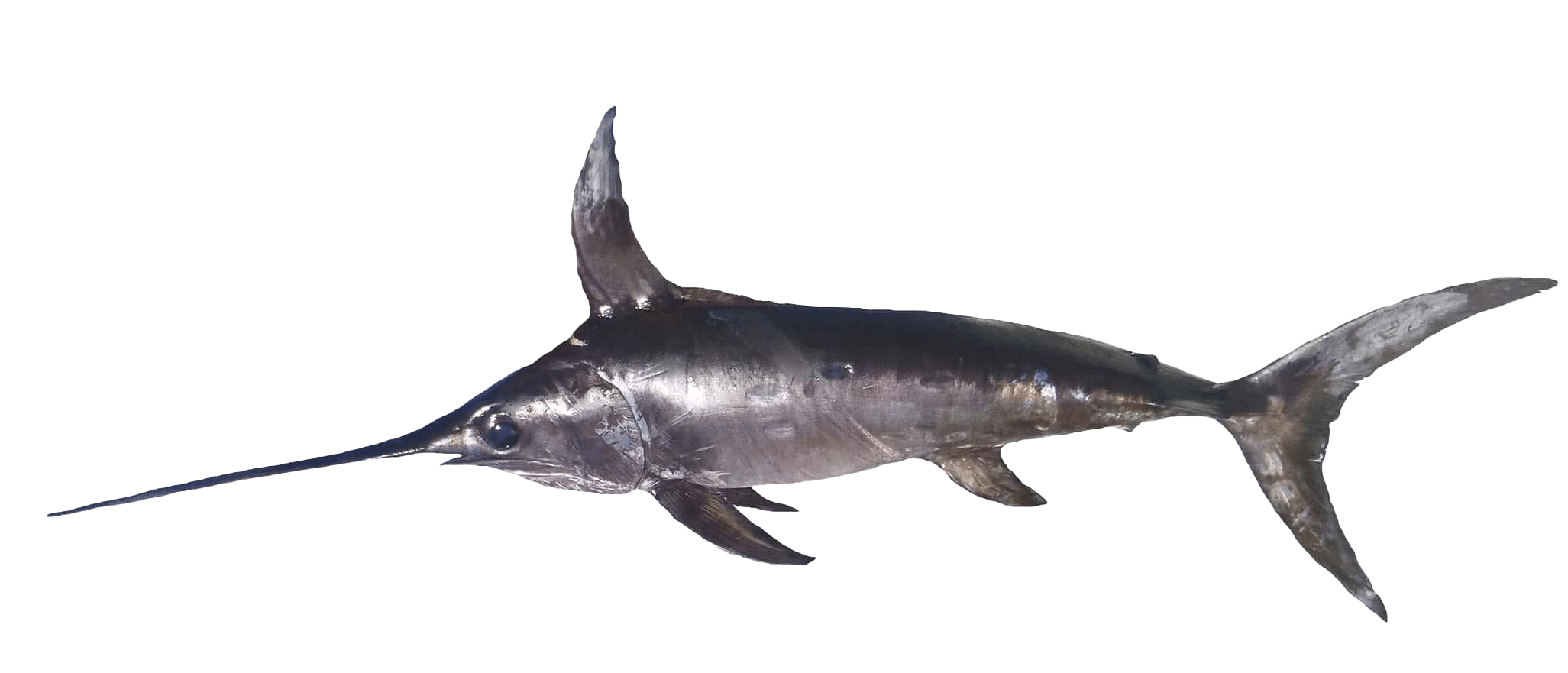 Espadon - Mr.Goodfish