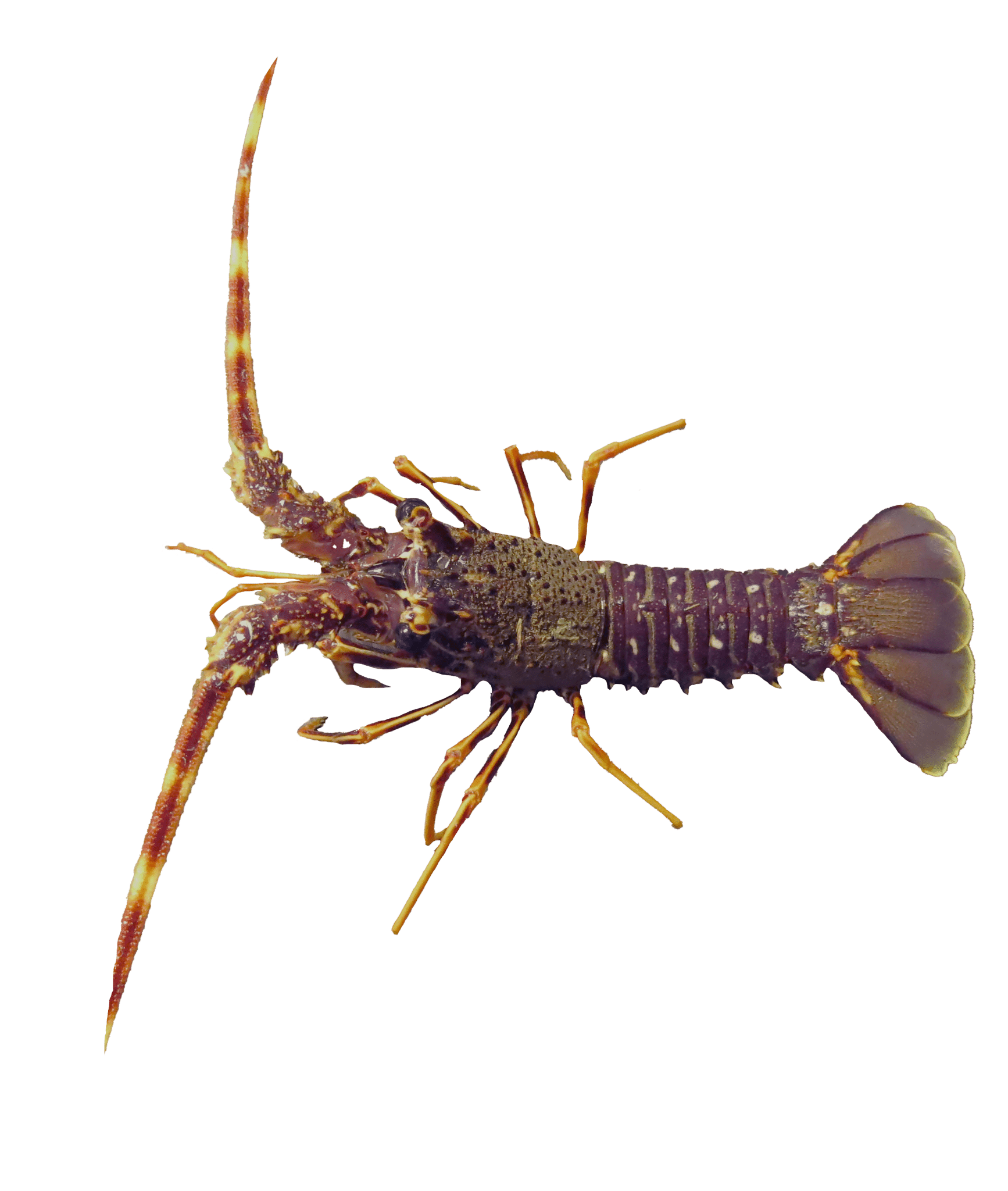 Langouste rouge - Mr.Goodfish