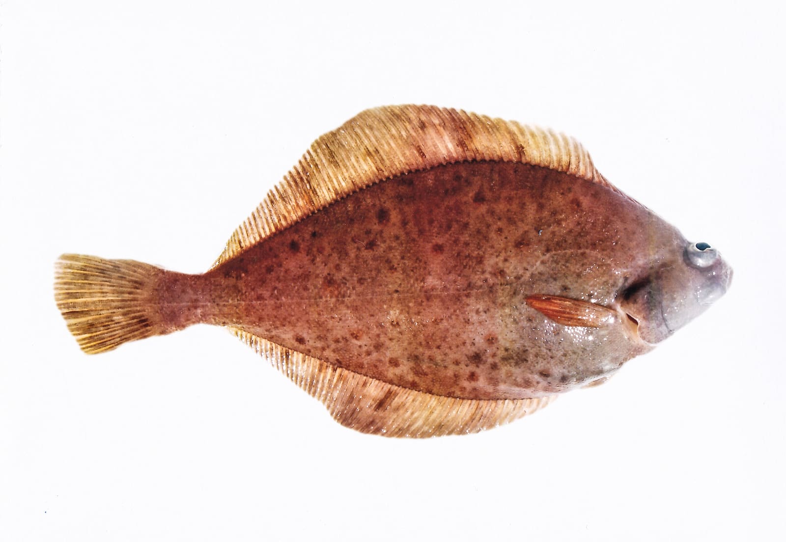 La Plie ou la limande, des alternatives à la sole ? - Mr.Goodfish