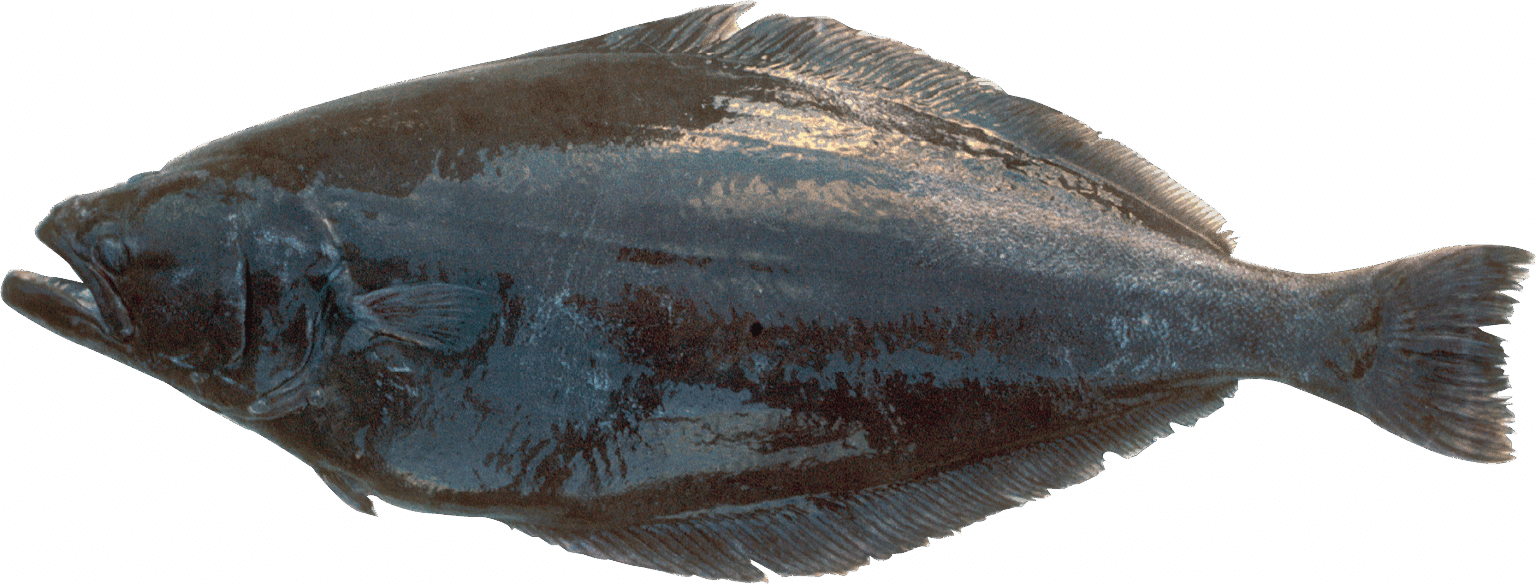 Flétan du Groenland - Mr.Goodfish